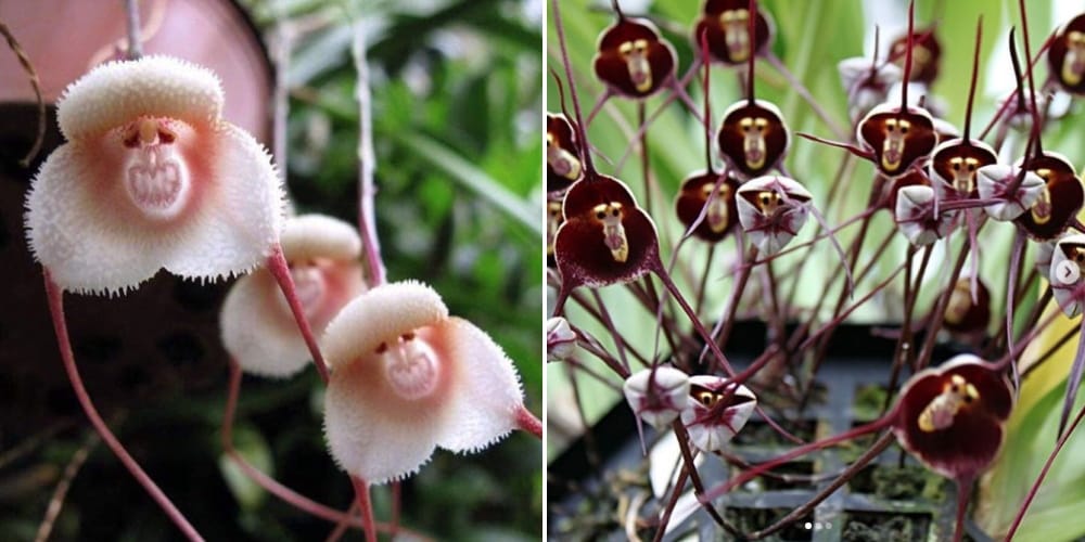 These Orchids Look Like Little Monkey Faces And They're So Cute