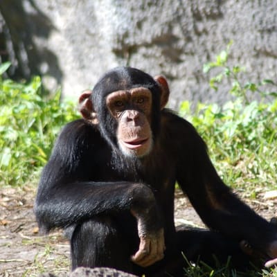 Monkey Snatches Seagull From The Sky And Savagely Smashes It To Death ...