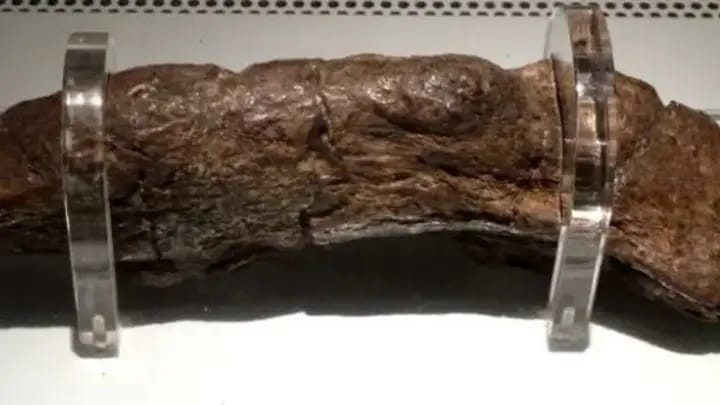 The Largest Poo Known To Man Is Nearly 8 Inches Long And Dates Back To ...