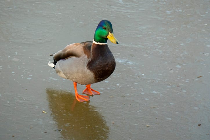 Pet Duck Leads Police To Missing Woman's Body And Elusive Evidence