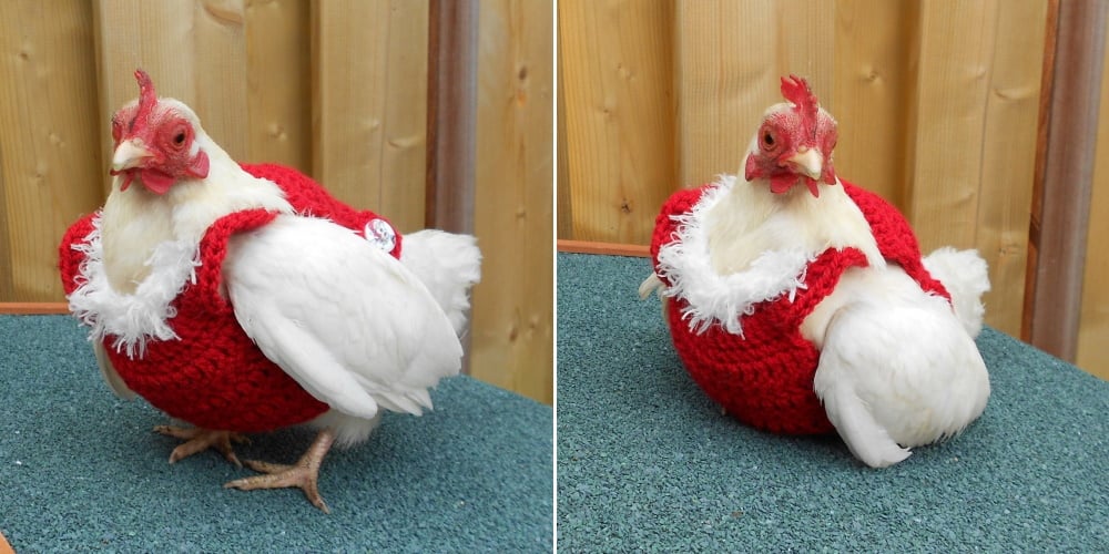 Keep Your Chicken Warm With This Cozy Christmas Sweater