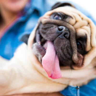 This Pug Got An MRI And The Results Are Both Horrifying And Hilarious