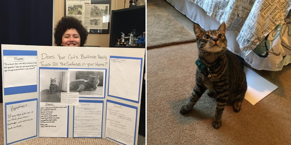 Science Fair Experiment Finds Out Surfaces Cat Butts Touch