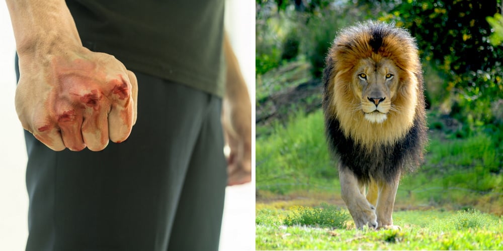 8% Of Americans Say They Could Beat A Lion In A Fist Fight
