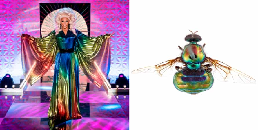 Australian Fly Species Named After 'Drag Race' Star RuPaul