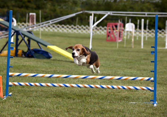 Missing Beagle Returns Home With Winner's Ribbon