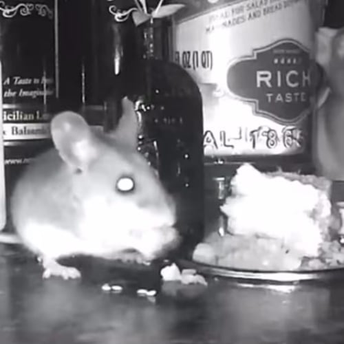 Woman Makes Gourmet Meals For The Mouse That Lives In Her Wall & Films ...