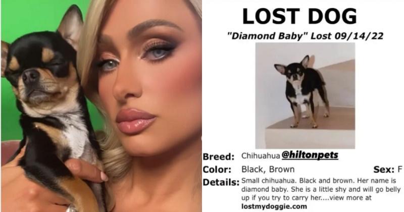 Paris Hilton Offering $10,000 Reward For Return Of Pet Dog