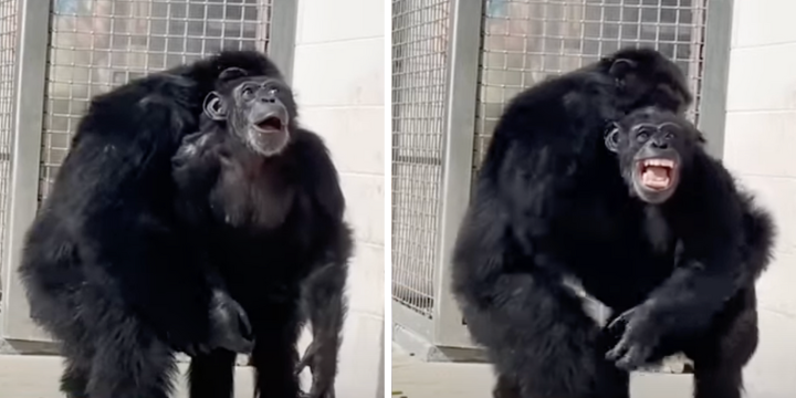 Chimp That Spent Its Entire Life In Captivity Filmed Seeing Sky For The ...